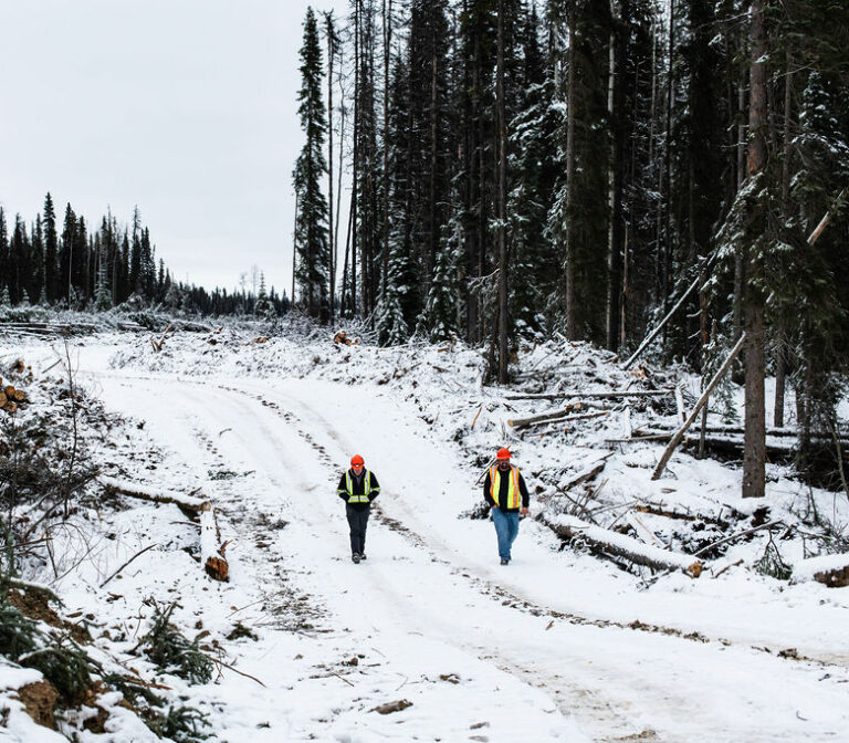 Interior Logging & Forestry Services | K&D Logging | Meraki
